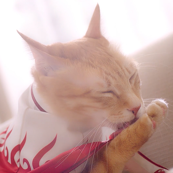 Imagelephant 想象影象 | 仙境傳說：守護永恆的愛_傭兵貓篇/RAGNAROK ONLINE_MERCENARY CAT